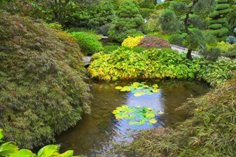 Popular Aquatic Plants For Your Backyard Pond in Connecticut